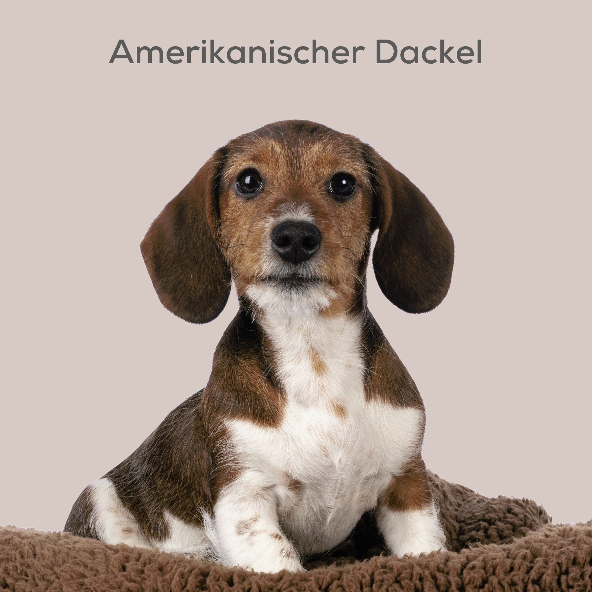 Der amerikanische Dackel | Leopold's Finest for dogs