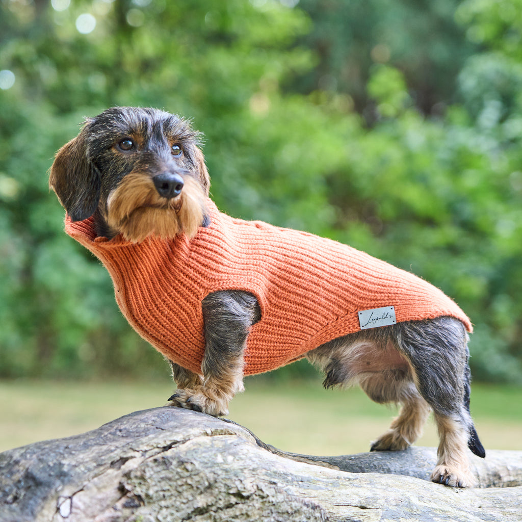 Dog sweater for dachshunds & small dogs in orange | leopolds-finest
