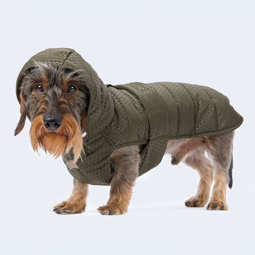 Steppmantel mit Kapuze für Dackel und kleine Hunde | leopolds-finest