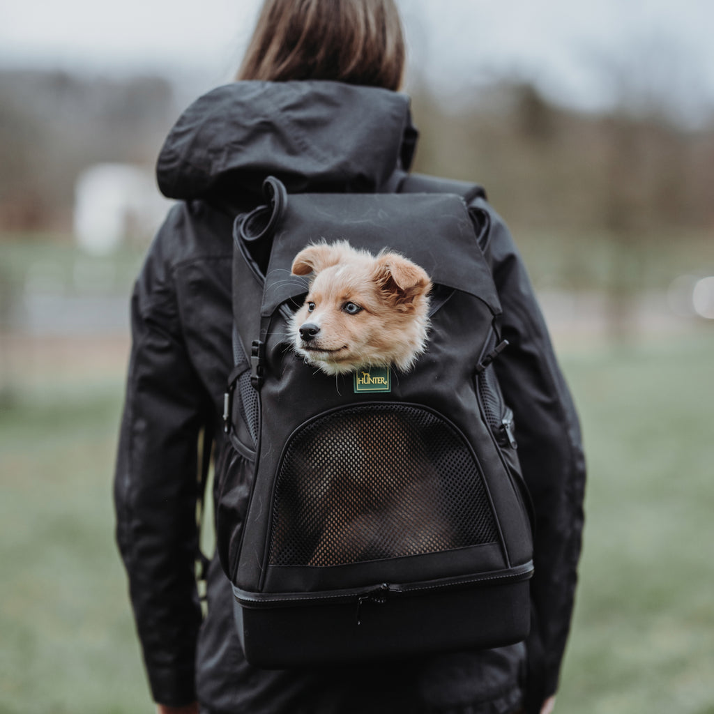 Hunderucksack Dackel oder kleine Hunde zum Wandern oder auf Reisen ...